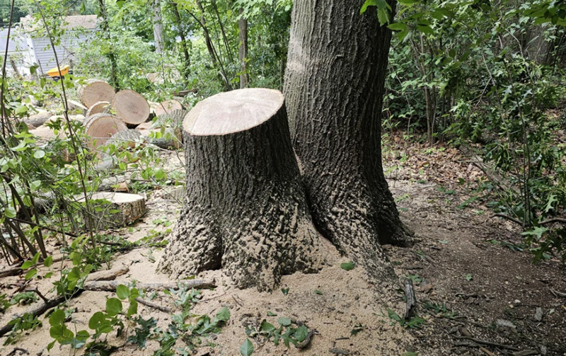 Neighbor cuts down homeowner’s 89-year-old oak tree without checking ...