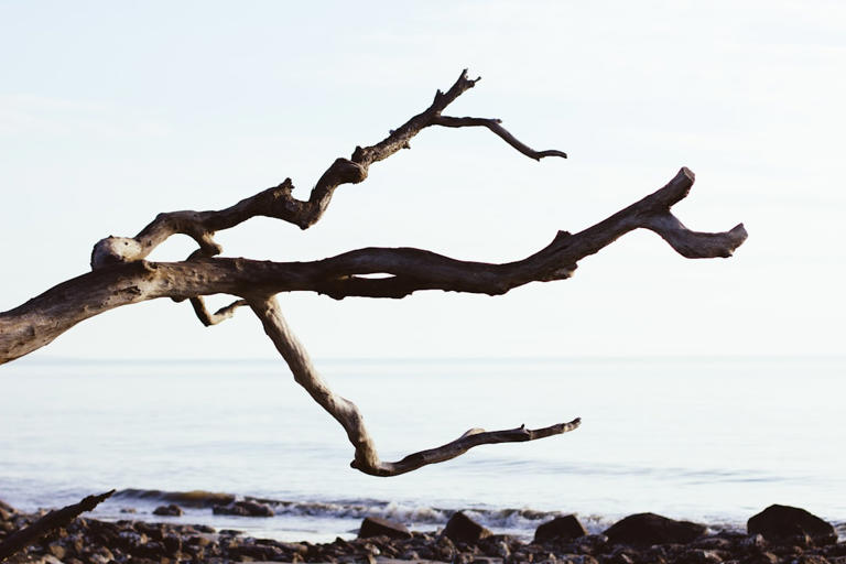 How to build a simple, affordable trellis system using fallen tree branches