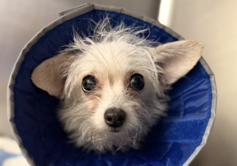 “She’s safe now”: The message this little dog's care team hopes her ...
