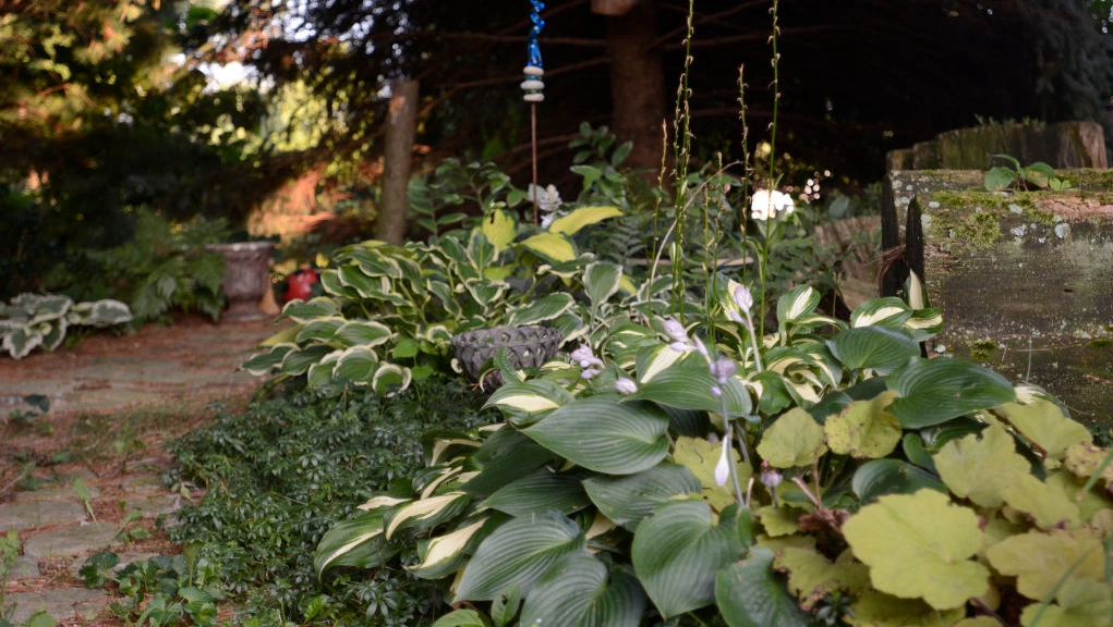 Shade gardening secrets every plant lover needs