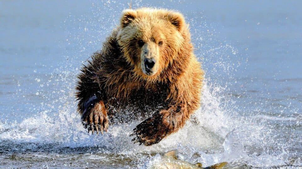 Mira lo que pasa cuando un grizzly de 450 kg ataca - "Lo devoran vivo"