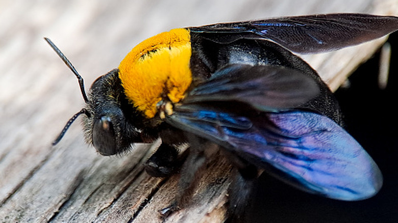 Prevent future carpenter bee nesting along your roofline with a smart ...