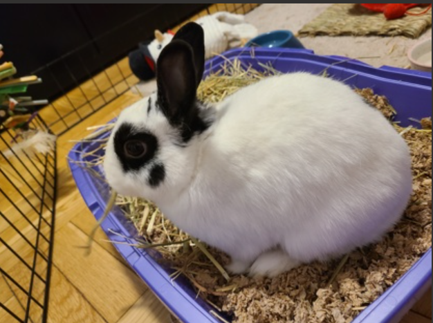 Forever friend: Snoopy, the dwarf rabbit, a 'super cute, playful' companion
