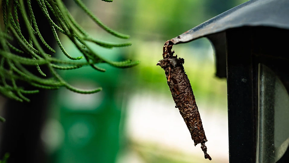 June brings surge of pests targeting shade trees