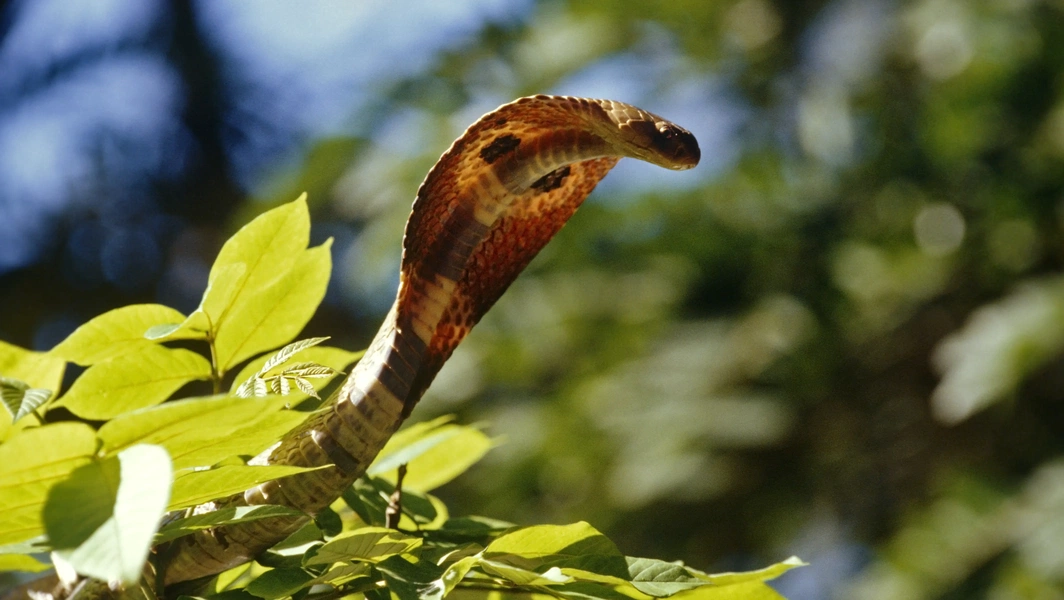 Paralysed Odisha man survives hours-long ordeal with venomous snake