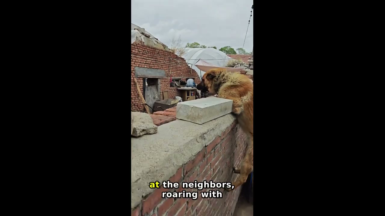 German shepherd’s hilarious bark-off with neighboring dogs