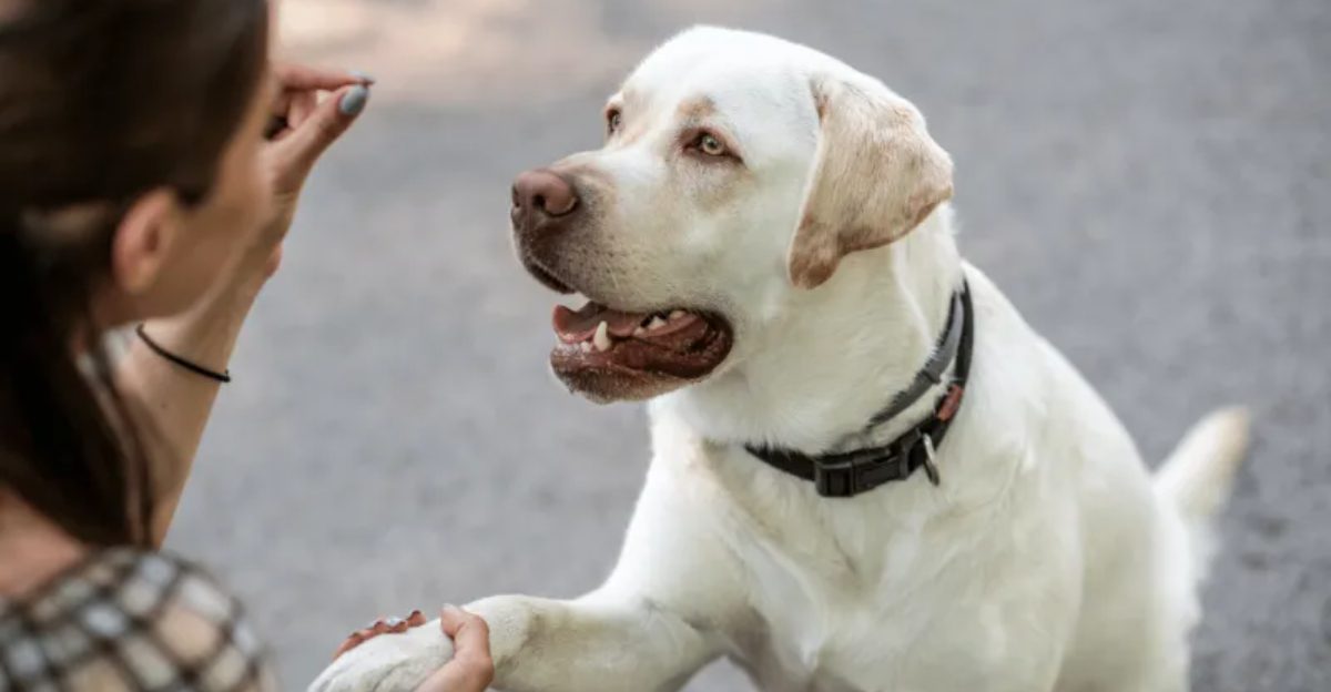 10 small acts that can make a huge difference for shelter dogs