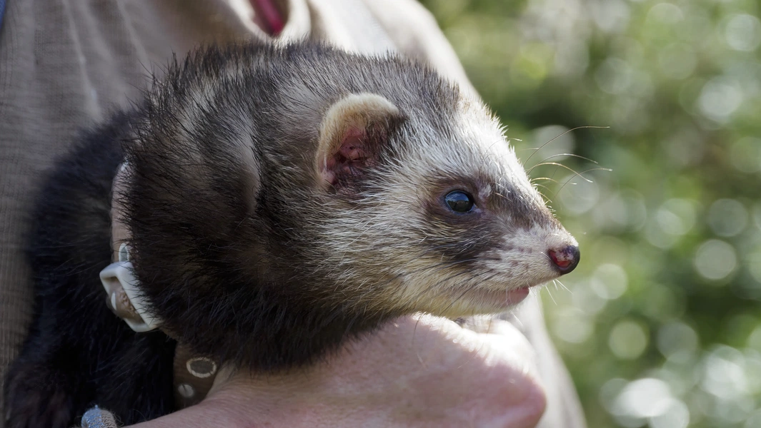 Ferret care tips every future owner needs