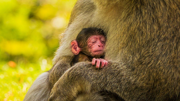 Rare monkey births at wildlife park mark major conservation success