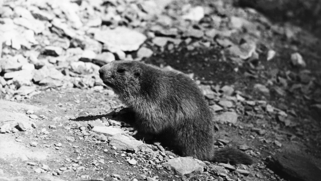 Marmot rescued after 280-mile ride inside Colorado truck