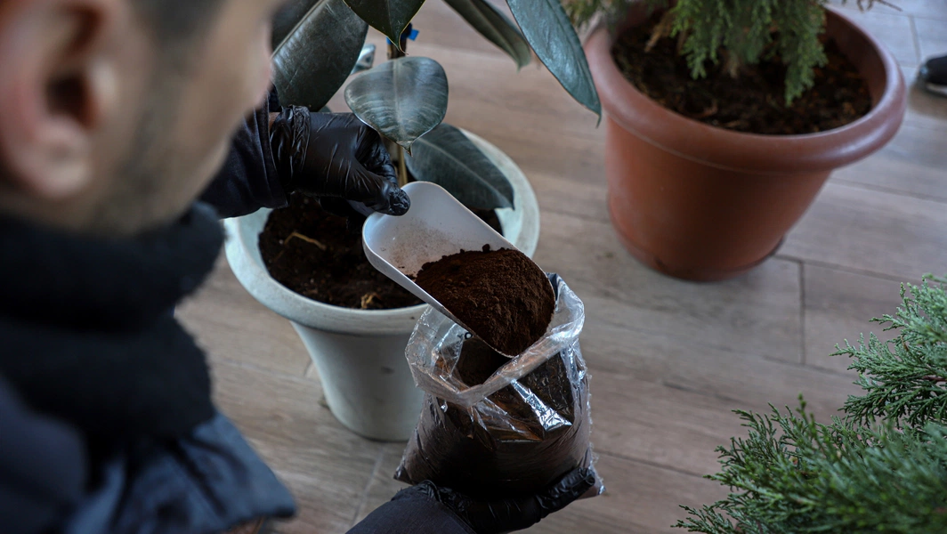 Using coffee grounds to improve garden soil