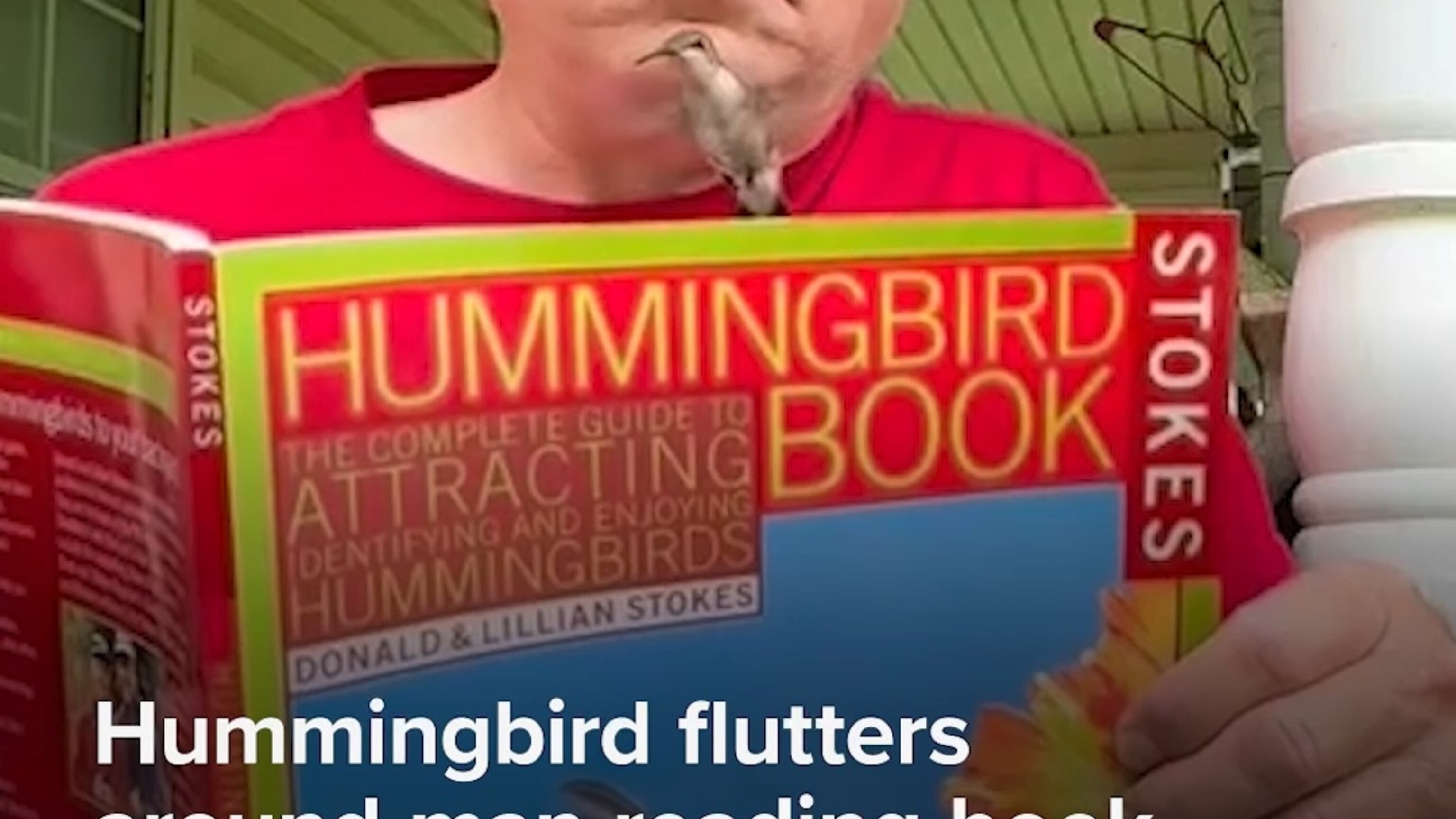 Hummingbird flutters around man reading book about how to attract ...