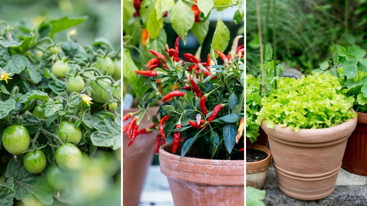 The genius edible planting advice I took from Gardeners' World this week