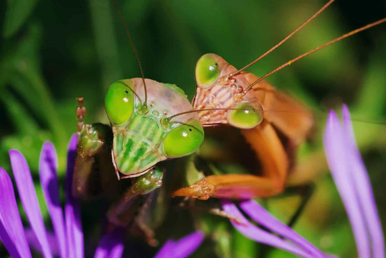 These animals make human serial killers look tame