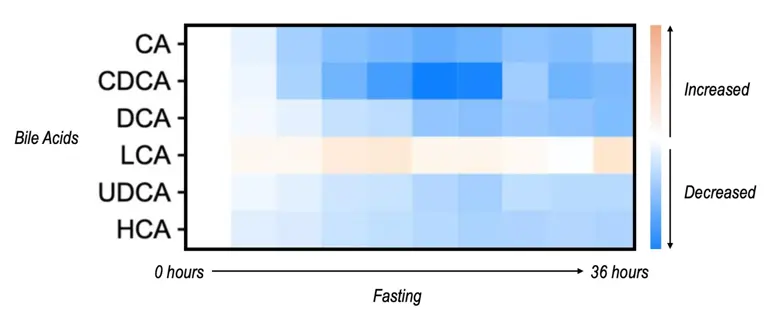 The gut molecule that mimics caloric restriction without muscle loss
