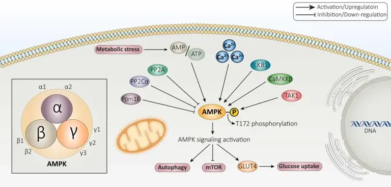 The gut molecule that mimics caloric restriction without muscle loss