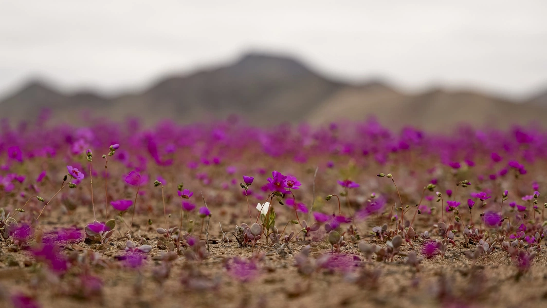 Chile travel dreams from desert to glaciers