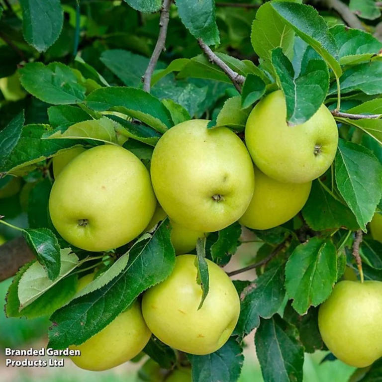 The genius edible planting advice I took from Gardeners' World this week