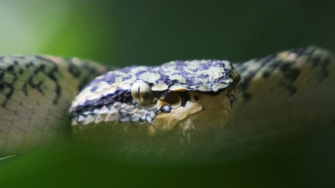 Hunting strategies and venom of American pit vipers