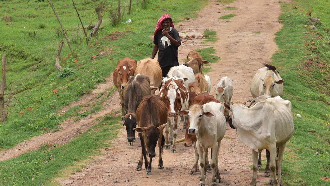 Smart cattle care for healthier herds