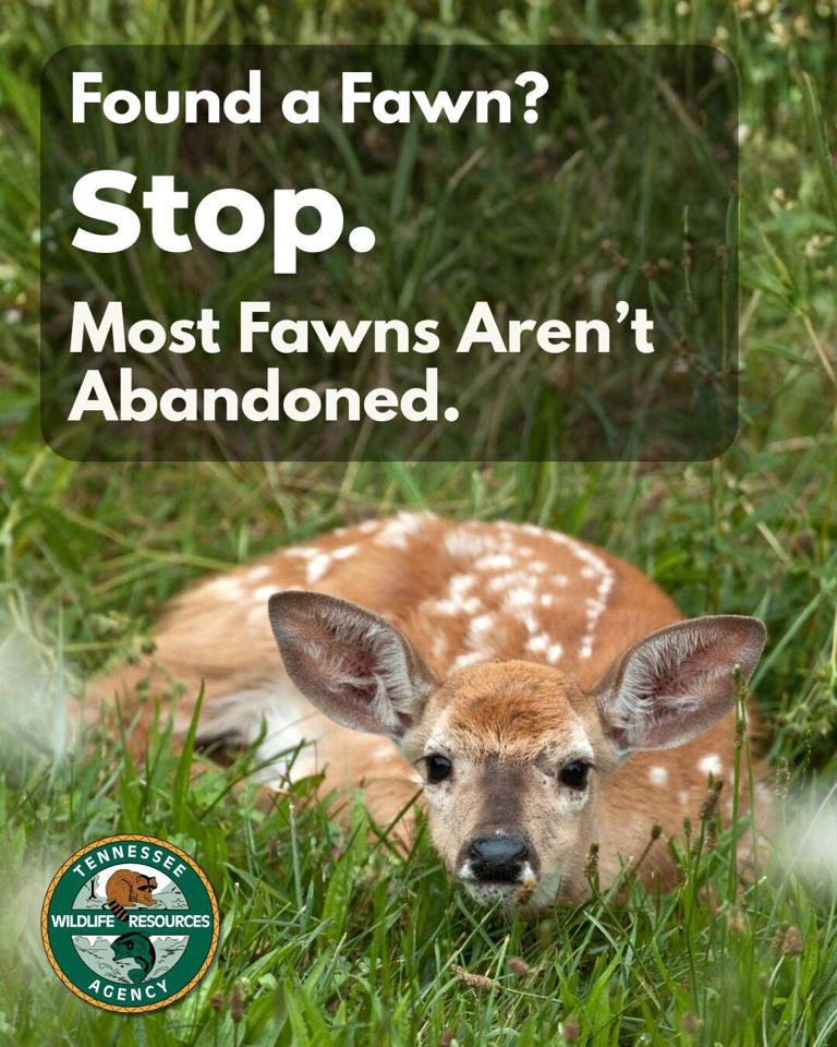 TWRA: Fawns found alone are likely not abandoned
