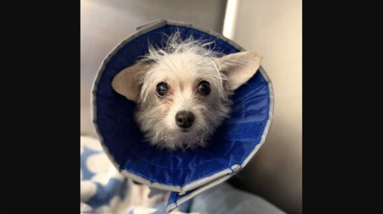 “She’s safe now”: The message this little dog's care team hopes her ...
