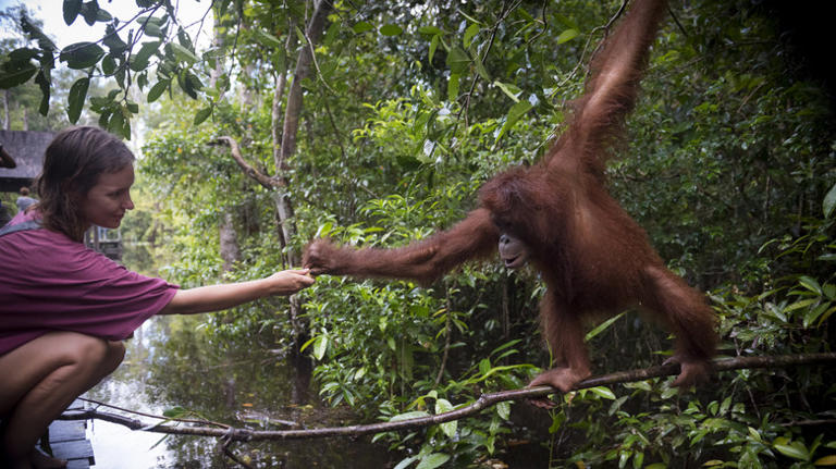 Mystery or myth: Did human beings evolve from apes?