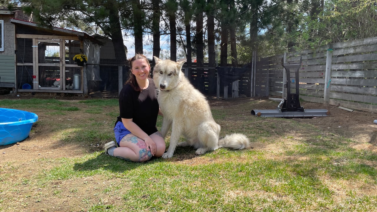 Ontario family fights to keep 'gentle giant' wolf-dog after seizure ...