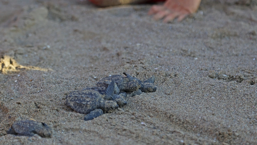 Scientists reveal how light pollution threatens sea turtle hatchlings