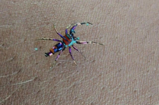 Photo of alleged rare jumping spider perched on Redditor's arm ignites ...