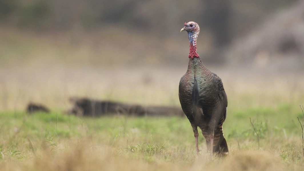 6 US states with thriving wild turkey populations