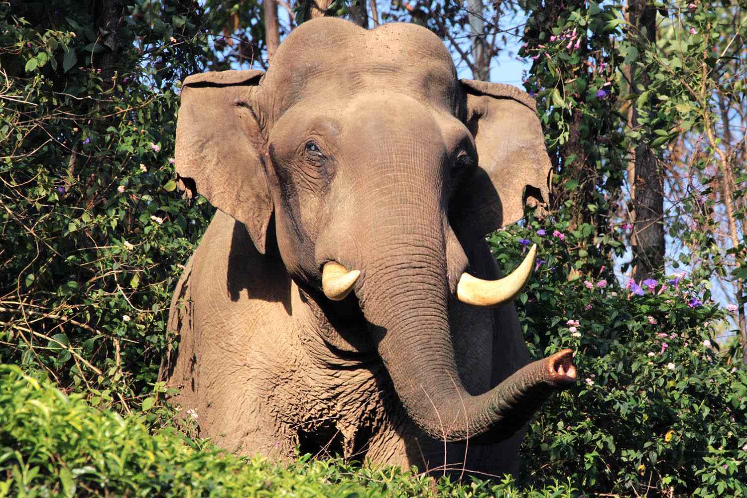 Man trampled to death by rampaging wild elephant outside his home