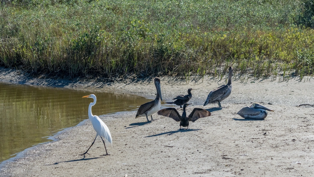 Texas highlights prime summer birdwatching destinations