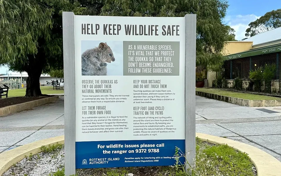 Tourists warned over quokka selfies and feeding risks