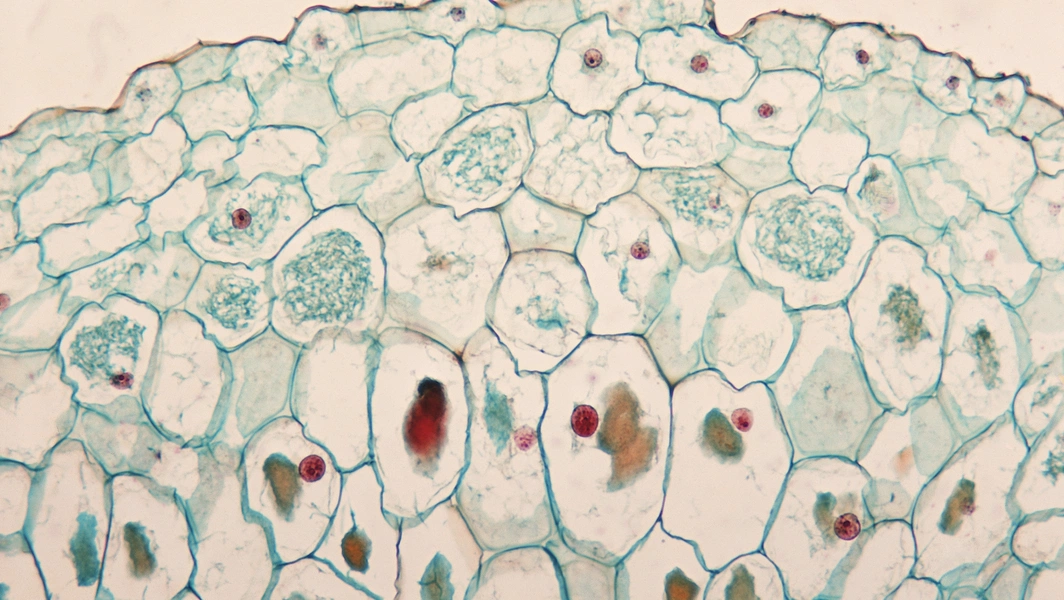 Scientists explore fungi to turn Martian soil into farmland