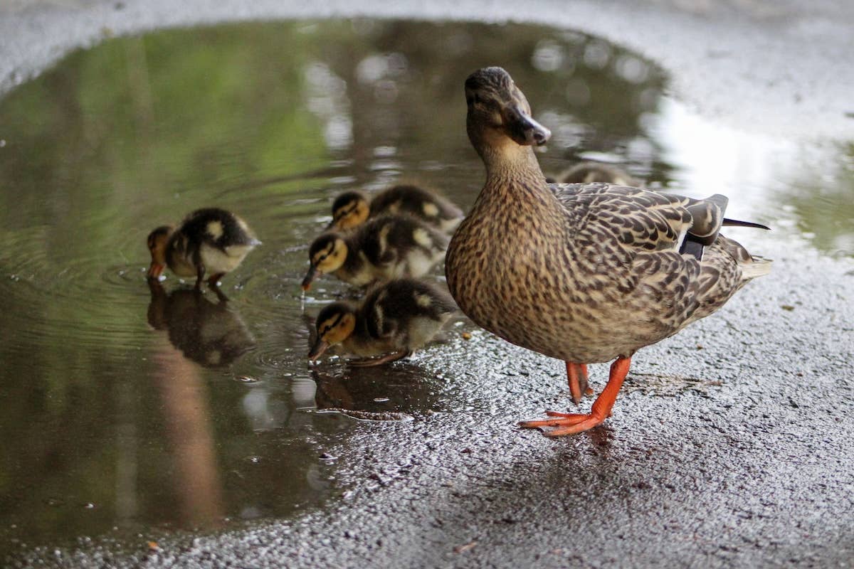 Strangers rescue 11 baby ducklings from sewer after mama duck's panic