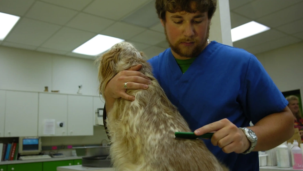 Smart parasite protection tips every dog parent needs