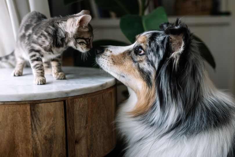 Animal owners urged to check their pets for one important reason this ...