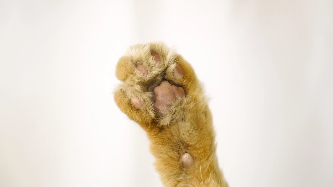 Understanding why cats touch your face