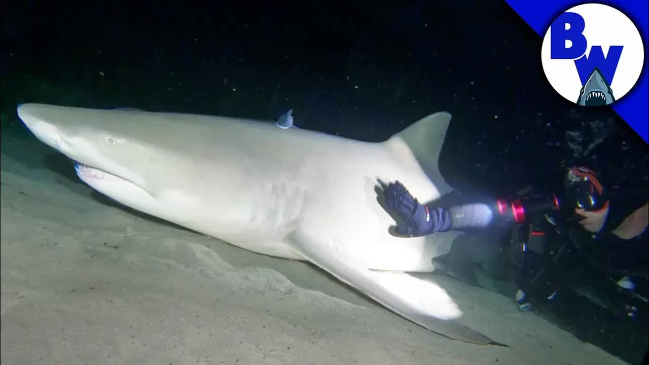 Mark Vins tries not to wake a sleeping shark
