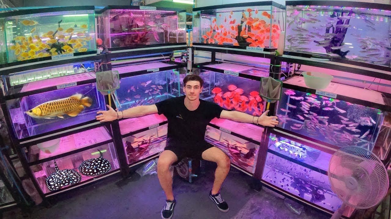 Inside Asia's largest aquarium fish market (Bangkok Thailand)