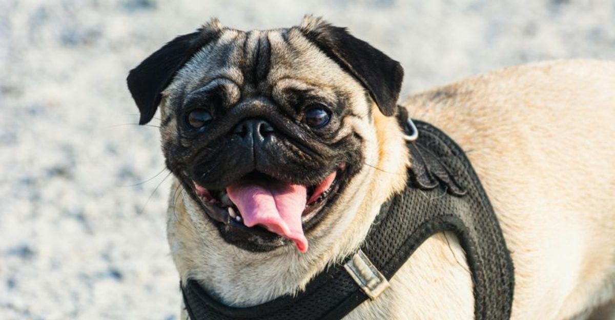12 fun-loving dog breeds experts say instantly lift the mood around them