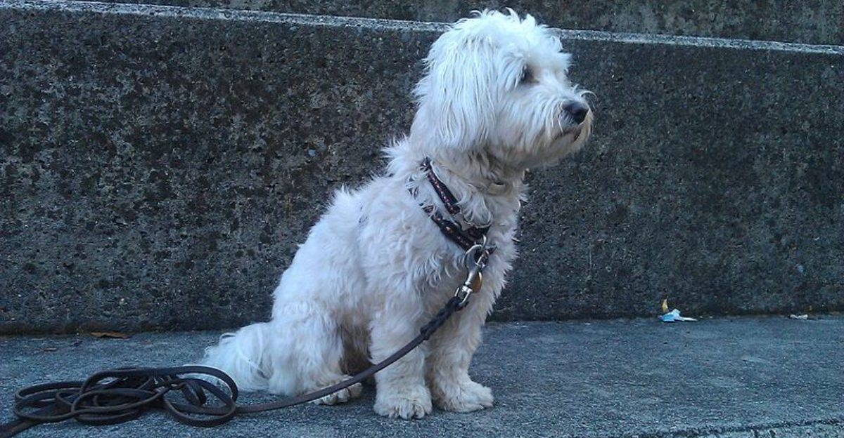 11 dogs with such naturally peaceful presence people feel calmer around ...