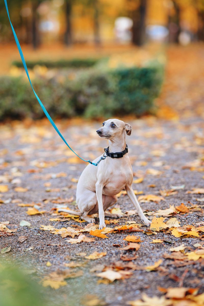 10 ultra-attached dog breeds that act personally offended when you walk ...