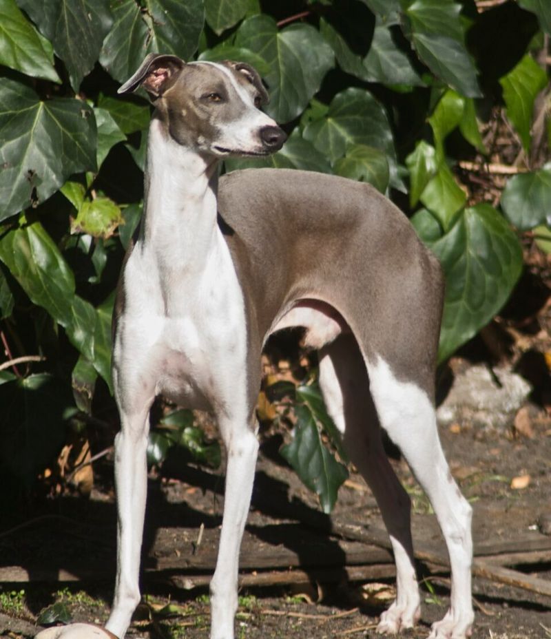 These 11 dogs are emotionally sensitive and may need extra reassurance