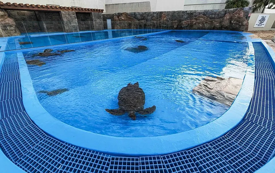Experts issue new turtle road-crossing safety guidance