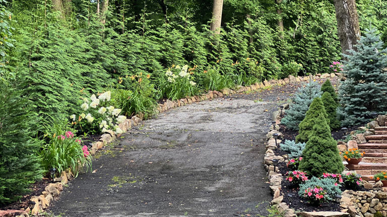 Not brick, not pavers: The yellow flowering shrub that'll beautifully ...