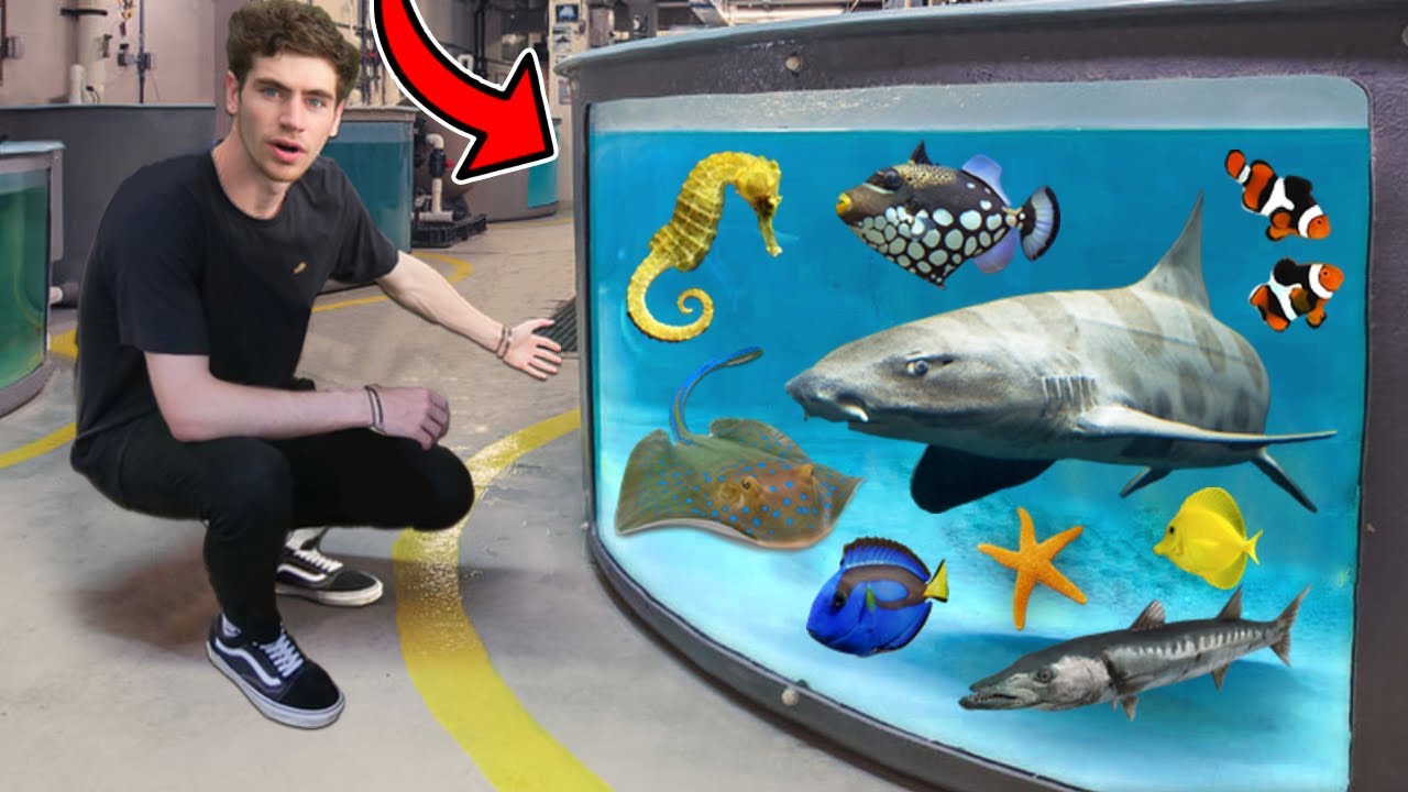 Largest aquarium fish and rare exotic animal tour! (800+ creatures)