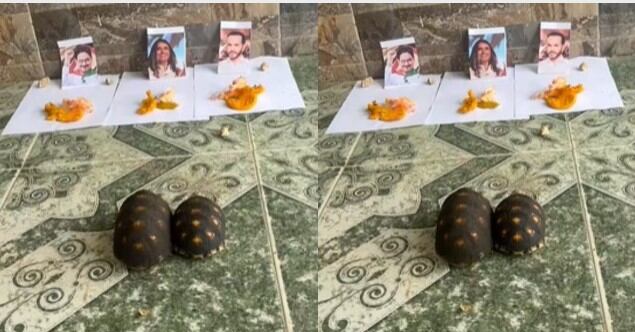 Tortuga de la suerte costeña escogió quién sería el próximo presidente ...