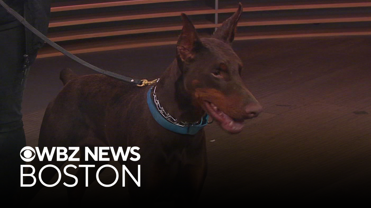 Energetic Doberman Pinscher available for adoption at Kingston Animal ...